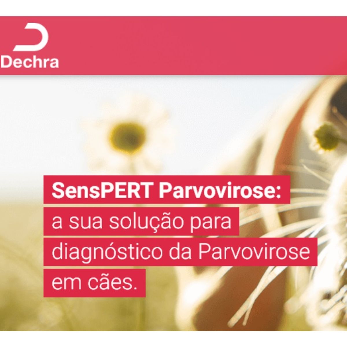 Kit Teste Dechra Senspert Parvovirose para Cães - Contém 1 teste - Casa ...